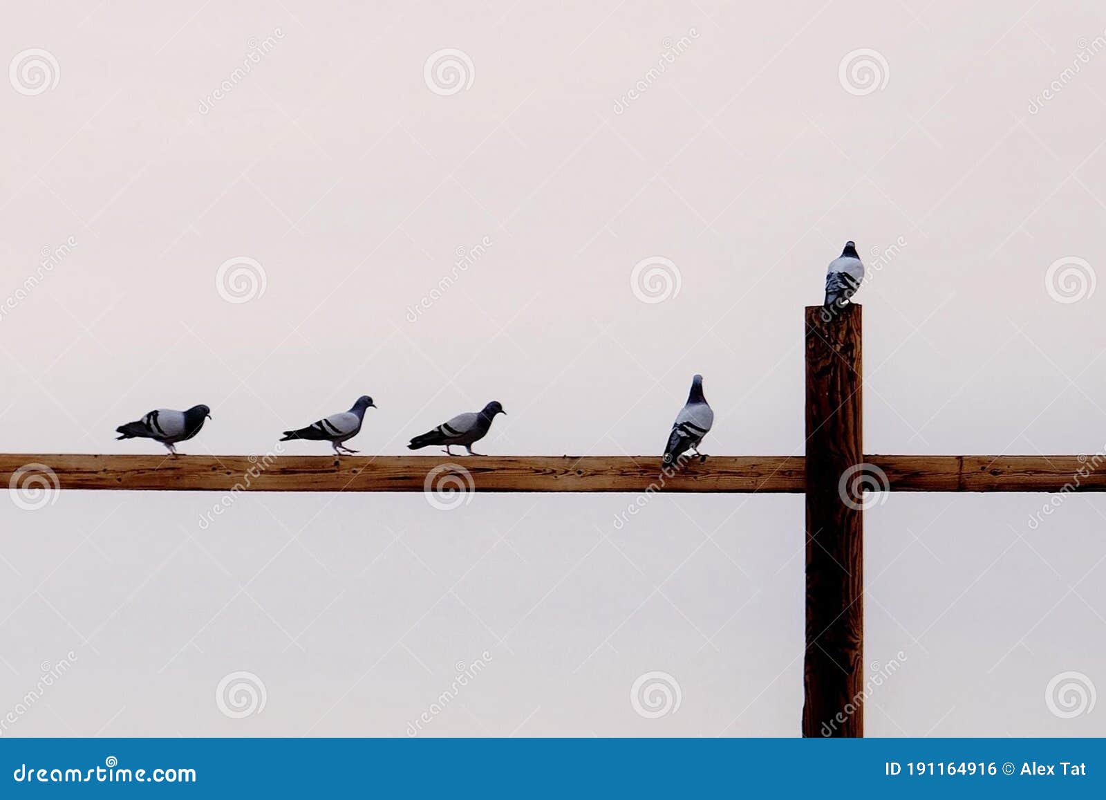 The Leadership stock photo. Image of dove, flying, nest - 191164916