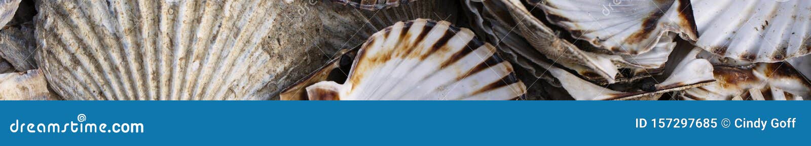Leader Board Size - Pile of Scallop Shells Stock Image - Image of shell ...
