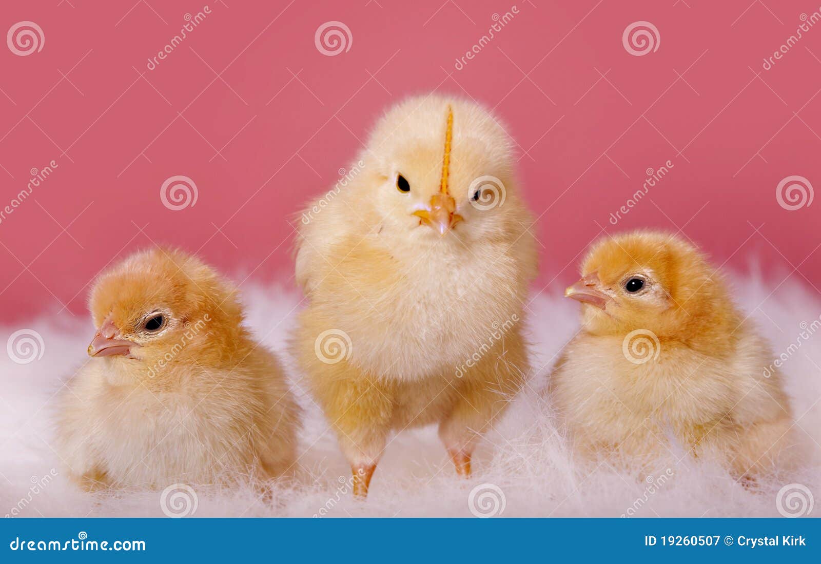 Leader chicken stock image. Image of farm, chicken, strong - 19260507