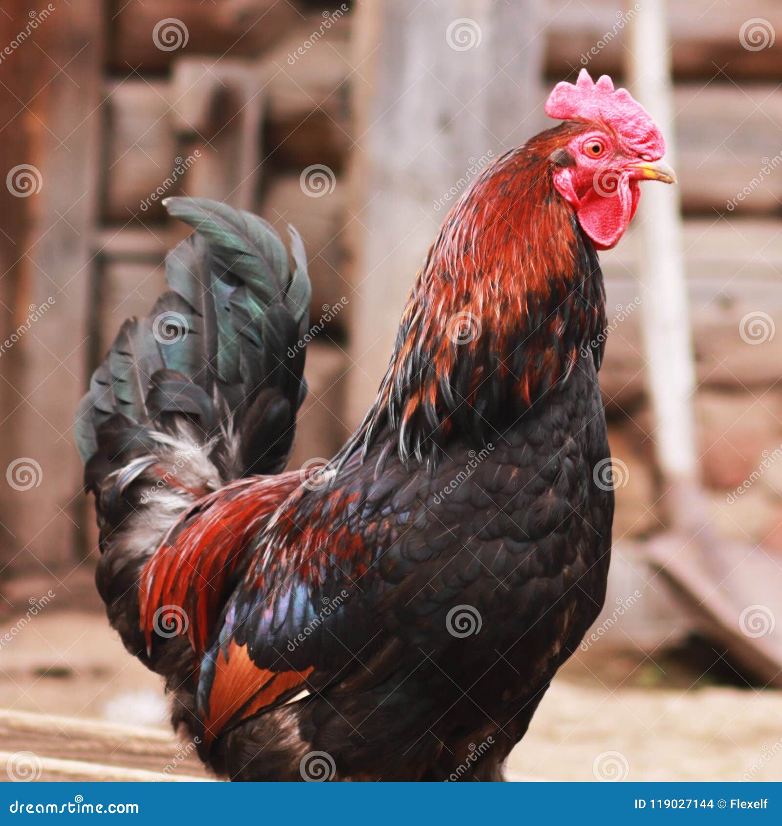 The Leader on a Farm among Chickens. Stock Photo - Image of fowl ...
