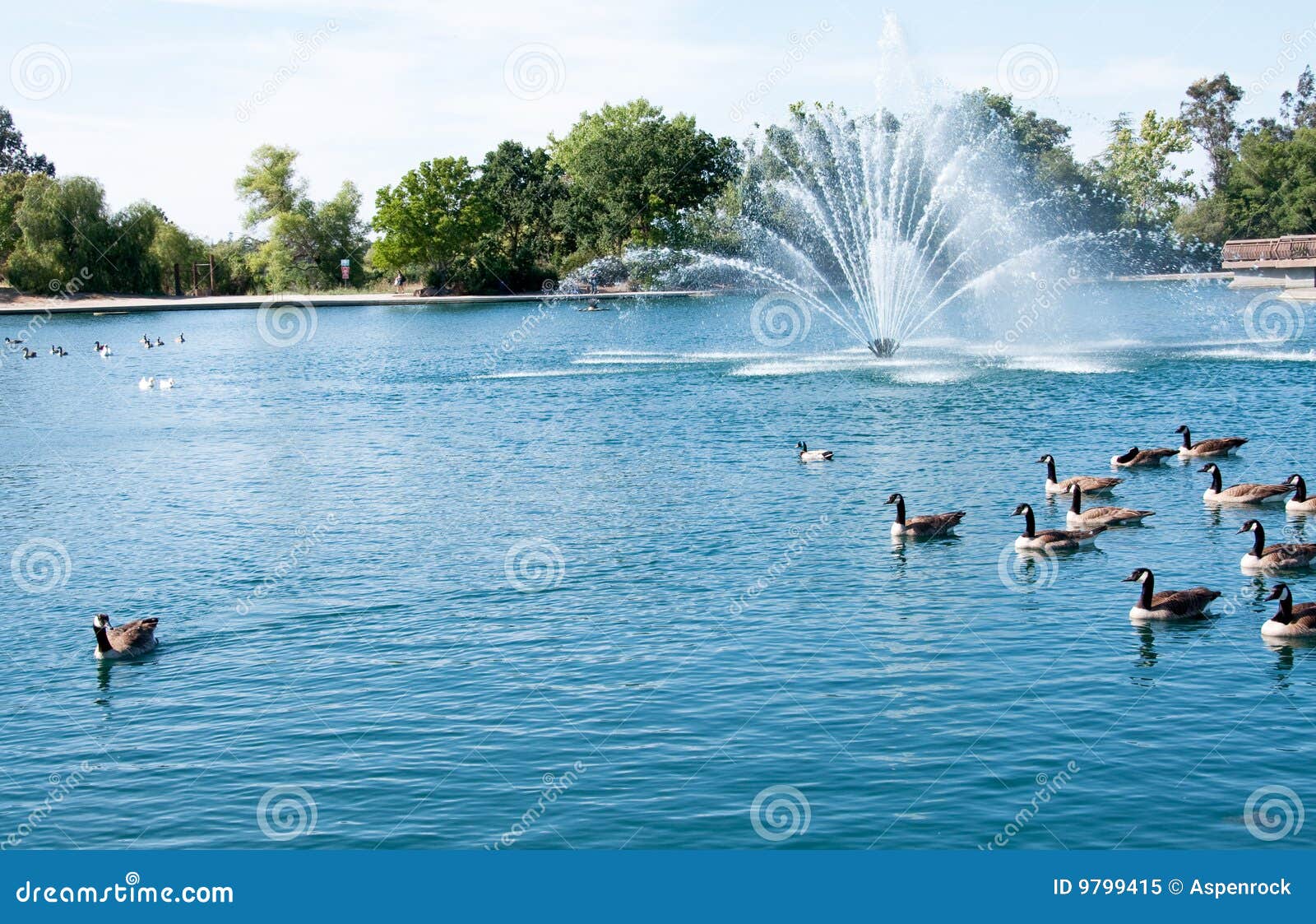 Leader of the flock stock image. Image of flock, pond - 9799415