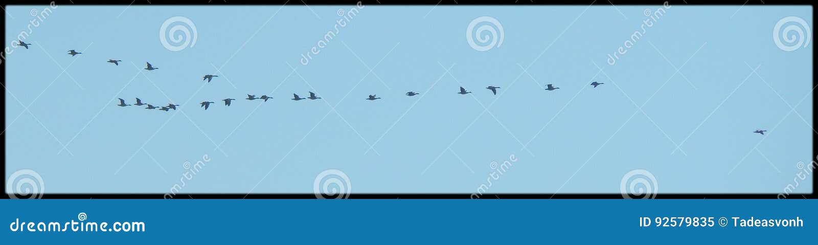 Leader goose stock image. Image of nature, birds, geese - 92579835