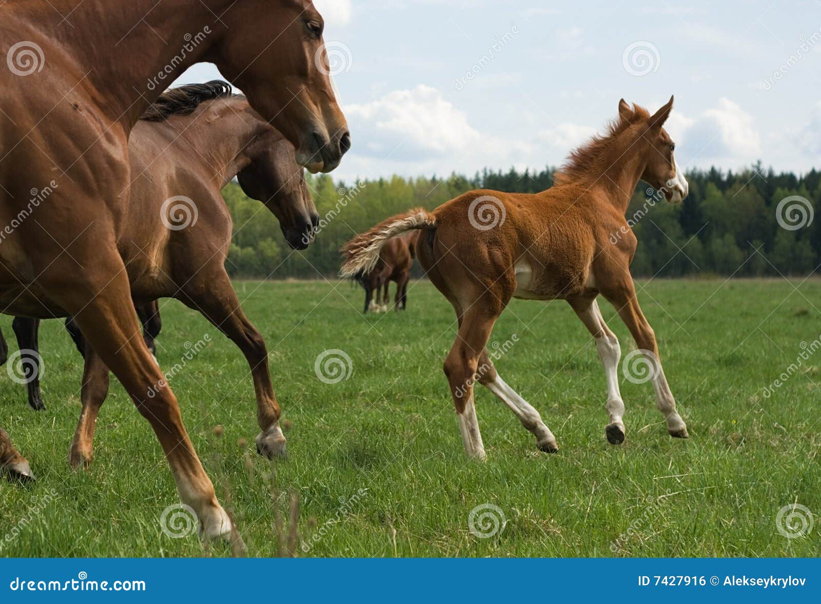 The leader of herd. stock photo. Image of leadership, summer - 7427916