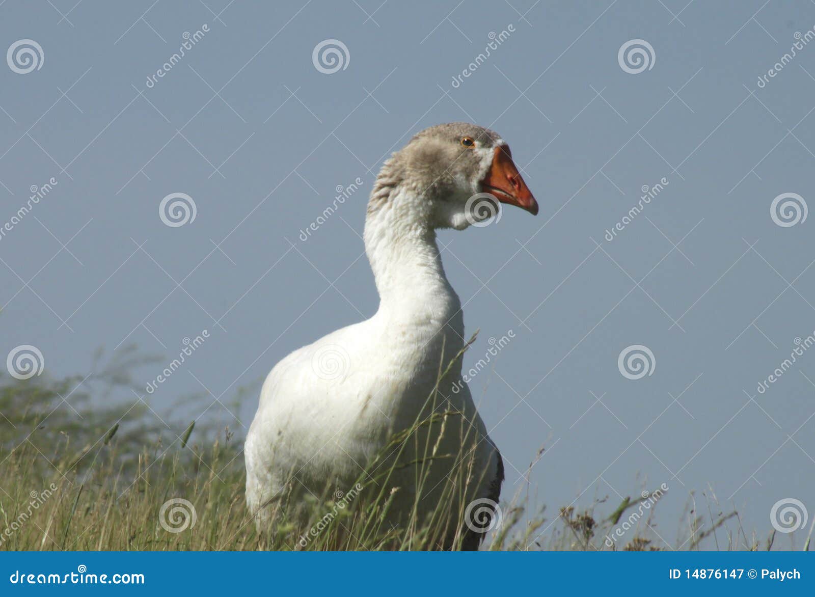 The Leader of Herd of Geese Stock Image - Image of poultry, river: 14876147