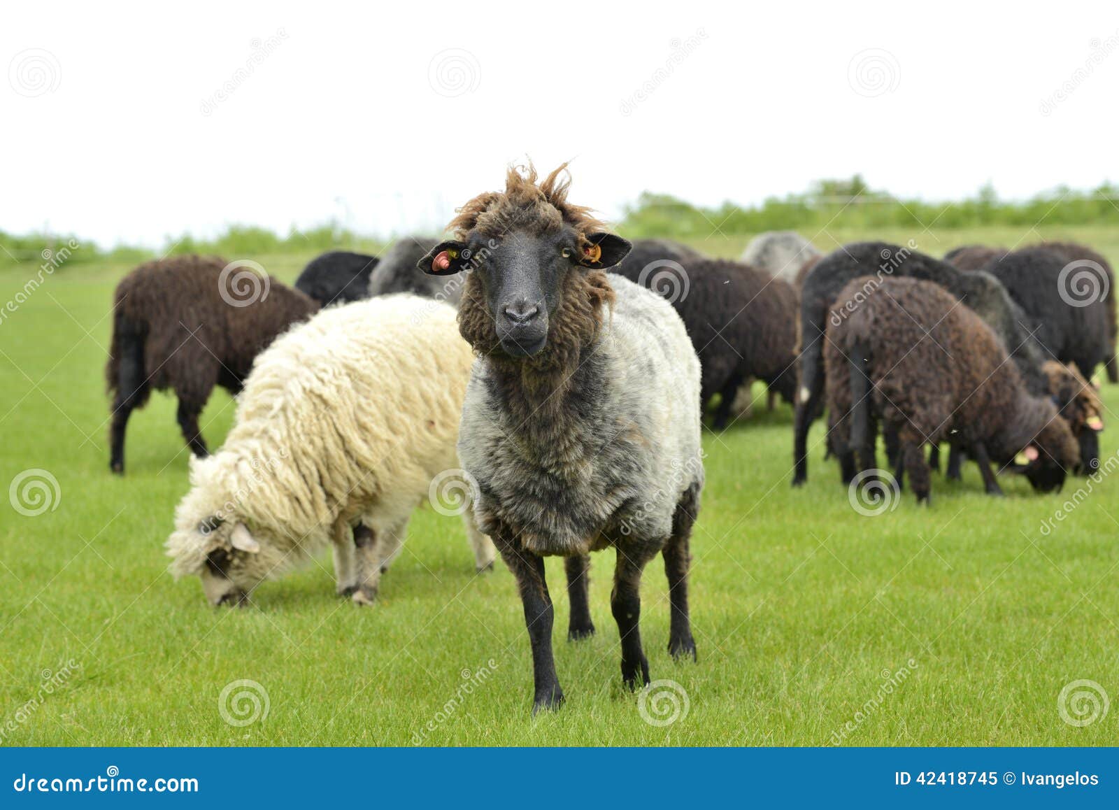 Leader Sheep Royalty-Free Stock Photography | CartoonDealer.com #26073563