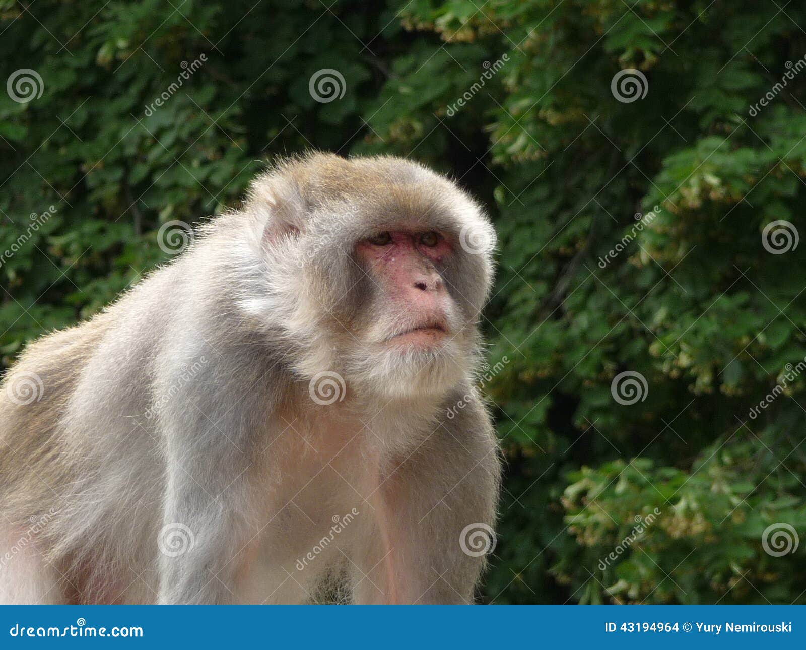 Leader stock photo. Image of warior, animals, mammal - 43194964