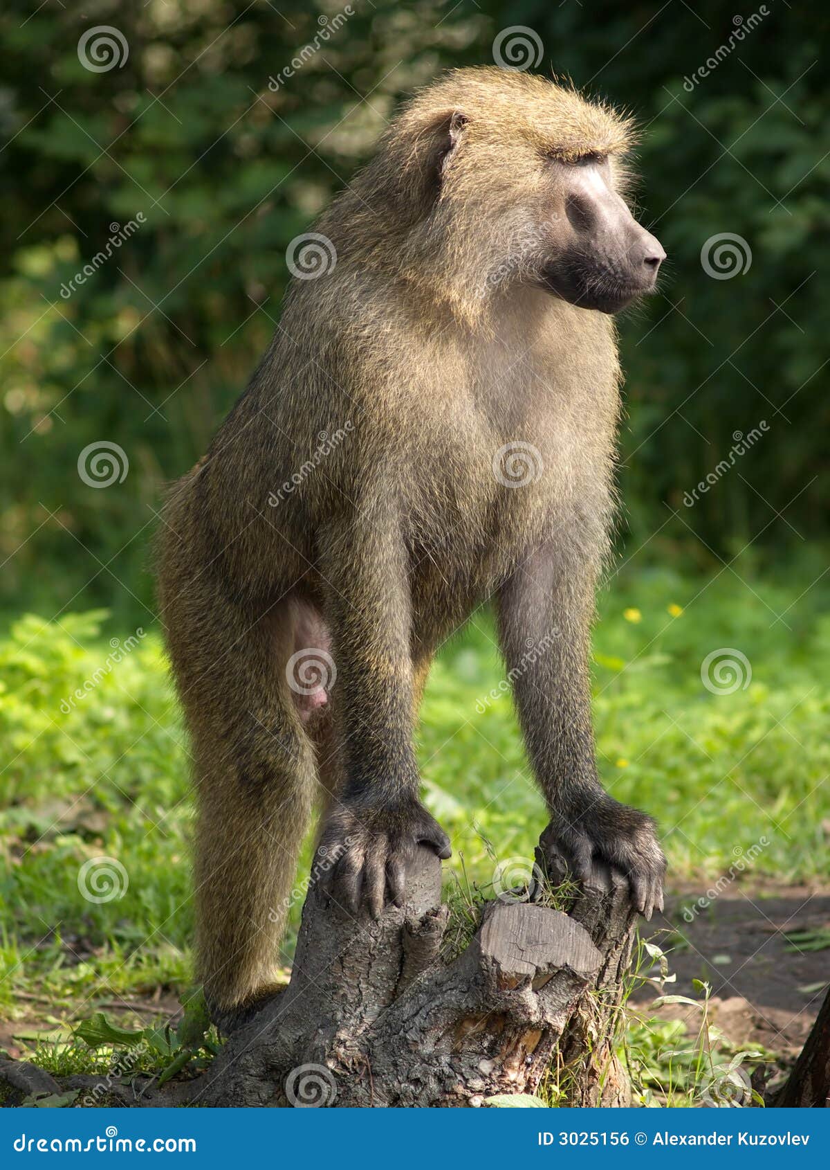 The leader of monkeys stock photo. Image of grass, forest - 3025156