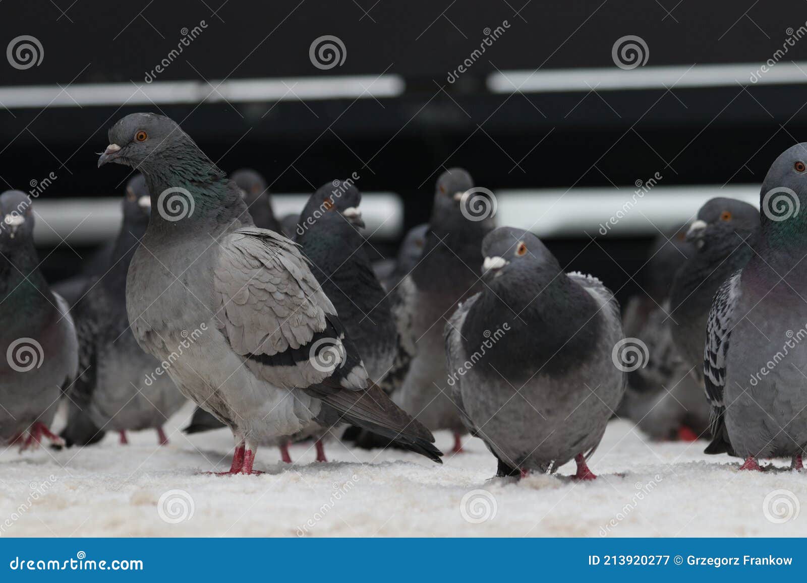 The Leader of the Pigeons at the Front Stock Image - Image of wing ...