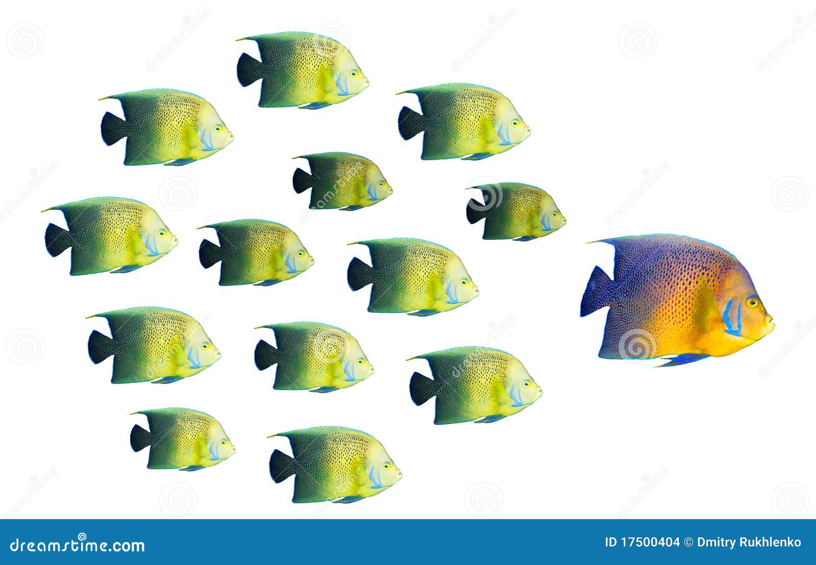 Leadership Concept - Big Fish Stock Photo - Image of lead, front: 17500404
