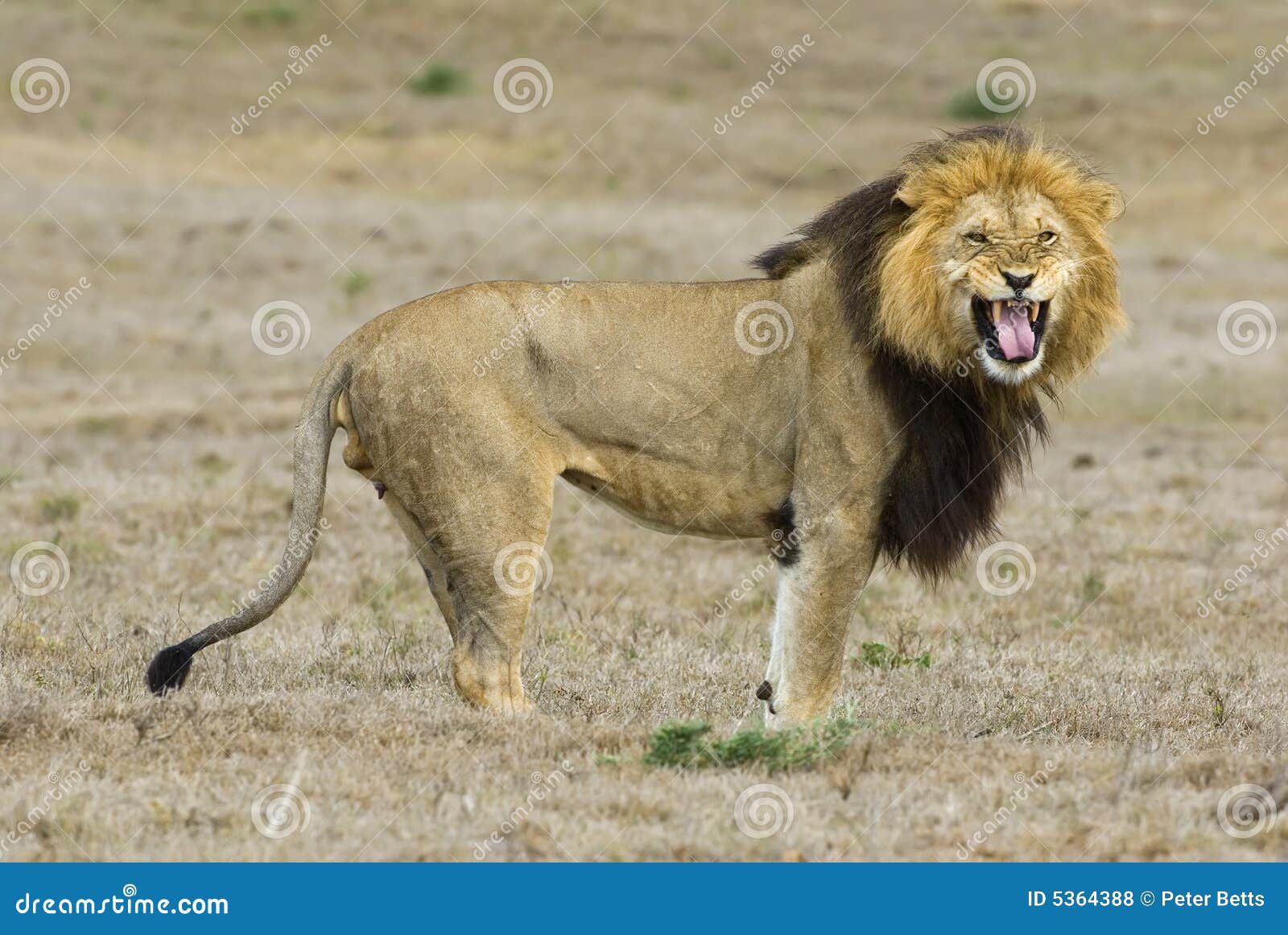 Leadership Lion stock photo. Image of muscular, mature - 5364388