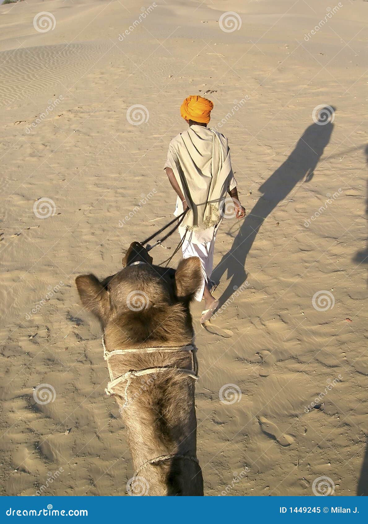 Leading the Camel stock image. Image of india, herder - 1449245