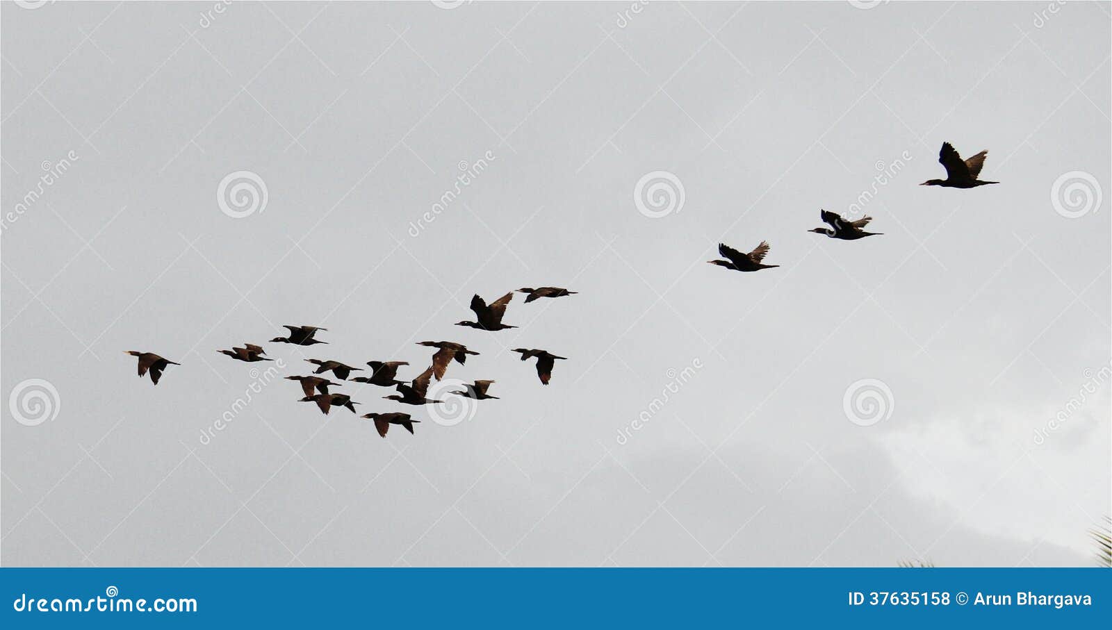 Leading the group stock photo. Image of fast, high, mild - 37635158