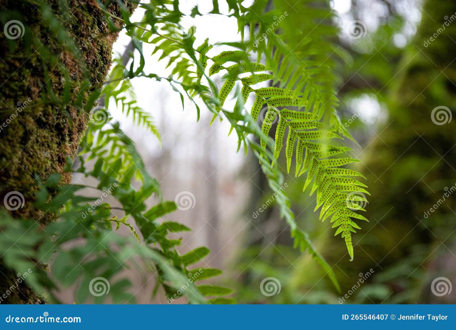 Close-up of Fern with Spores Growing on a Moss-Covered Tree in a Forest ...