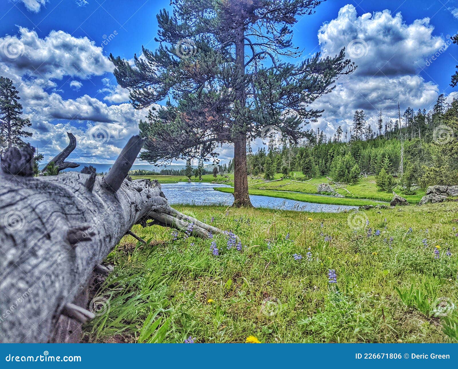 Leading way log stock photo. Image of landscape, flower - 226671806