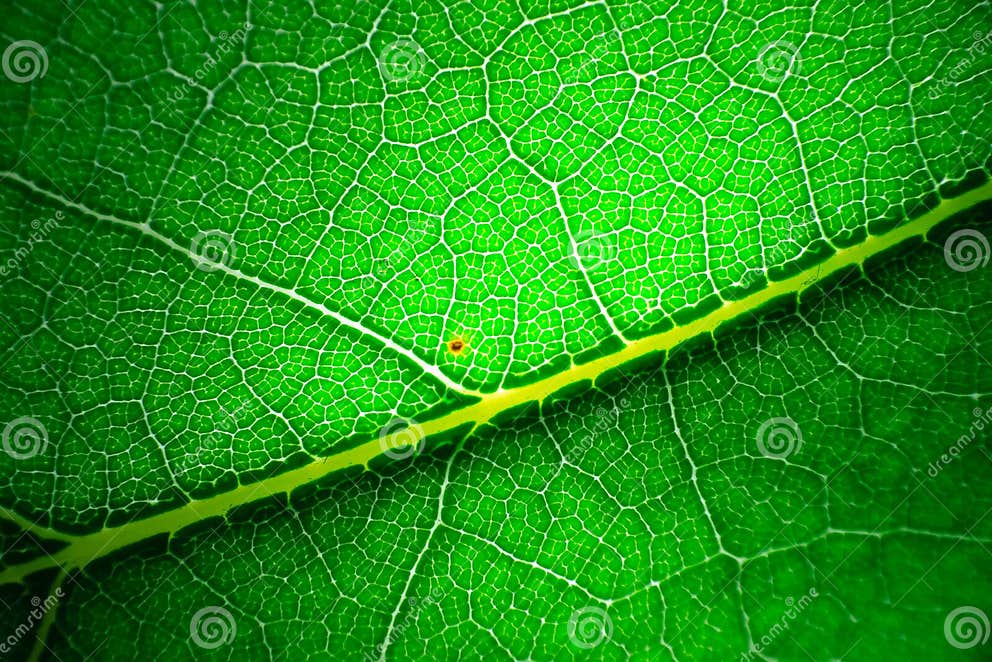 Leaf stock image. Image of drop, bright, clear, leaf - 11281075