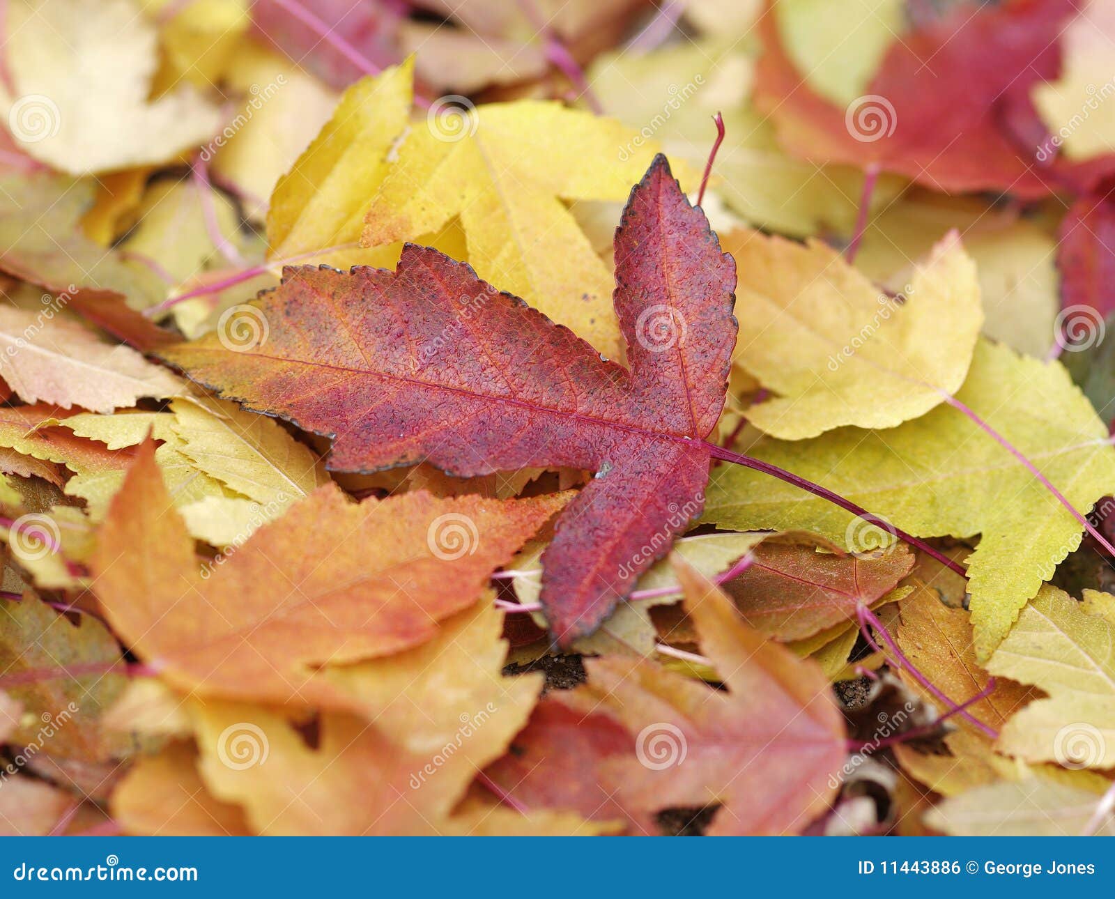 Leaf stock photo. Image of deciduous, nature, color, pigment - 11443886