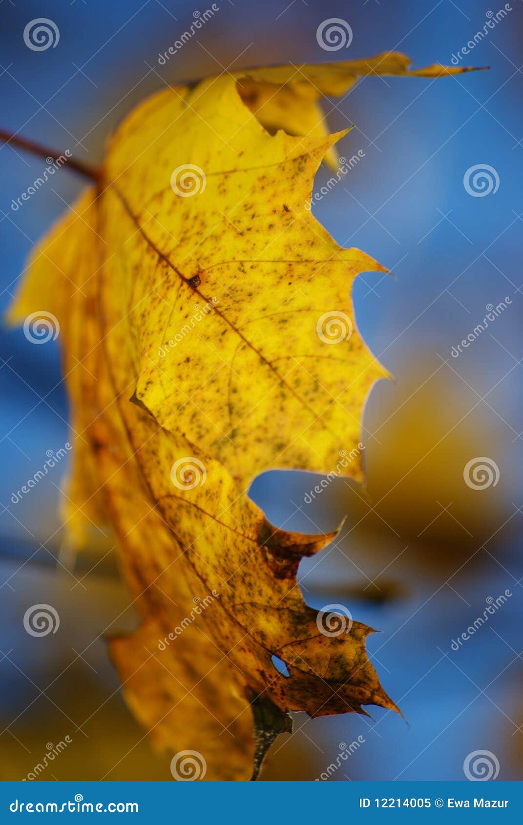 Leaf stock image. Image of colored, beautiful, color - 12214005