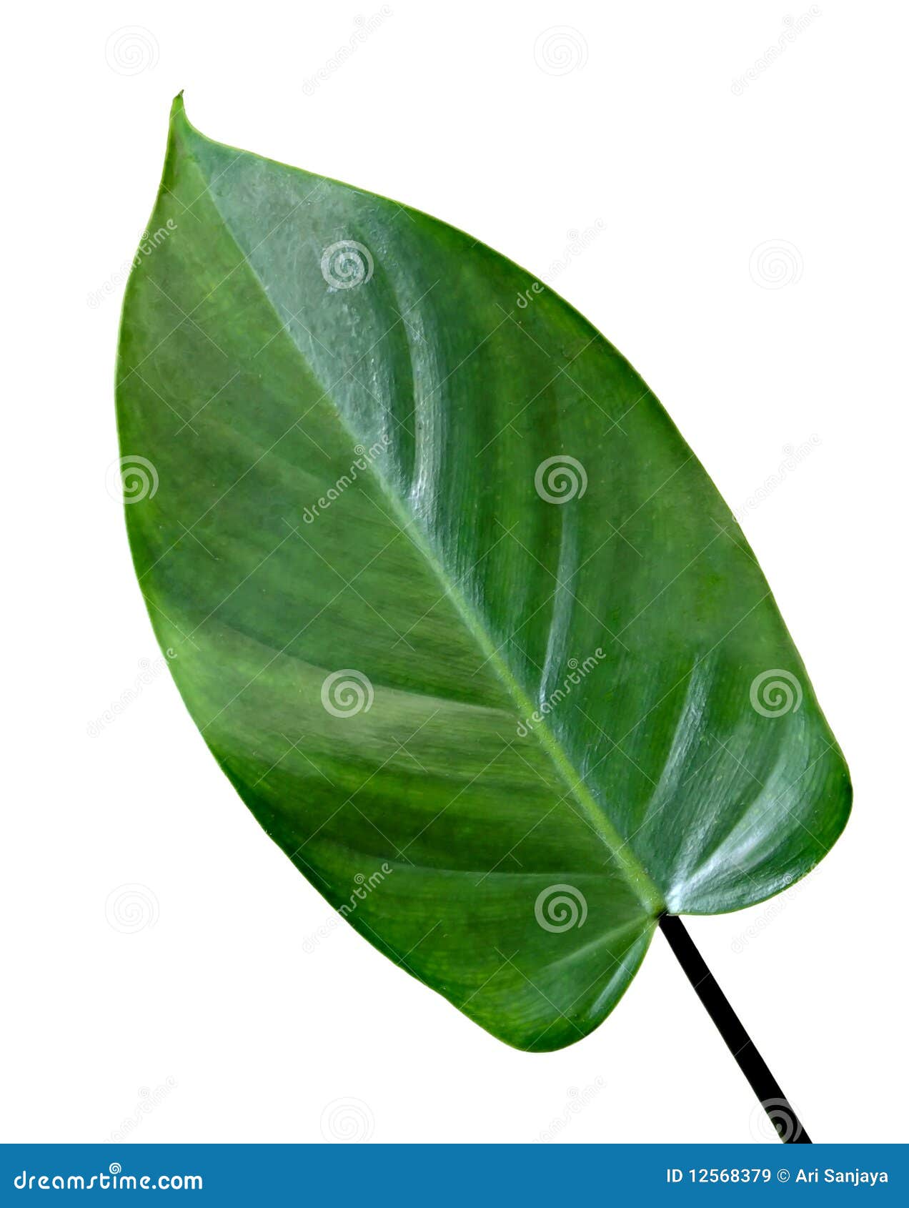 Leaf stock image. Image of leaves, herbs, plants, green - 12568379
