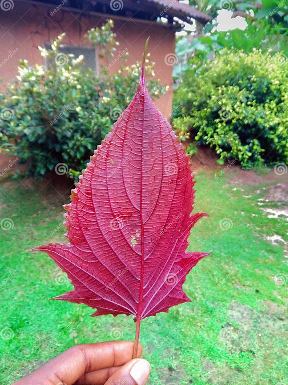 Leaf stock photo. Image of nature, redleaf, hold, handheld - 129026014