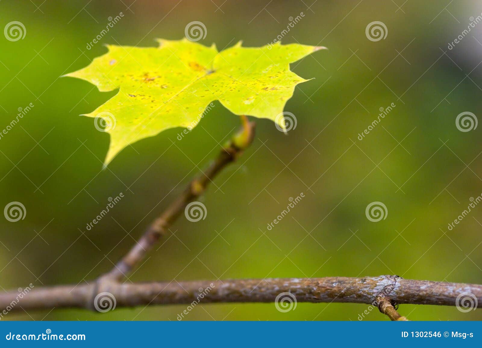 Leaf stock photo. Image of limbs, emotion, variegated - 1302546