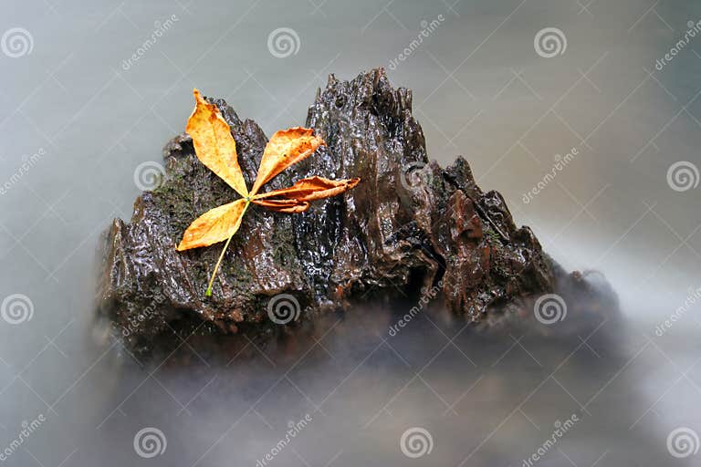 Leaf stock image. Image of mystic, forest, autumn, rock - 1387377