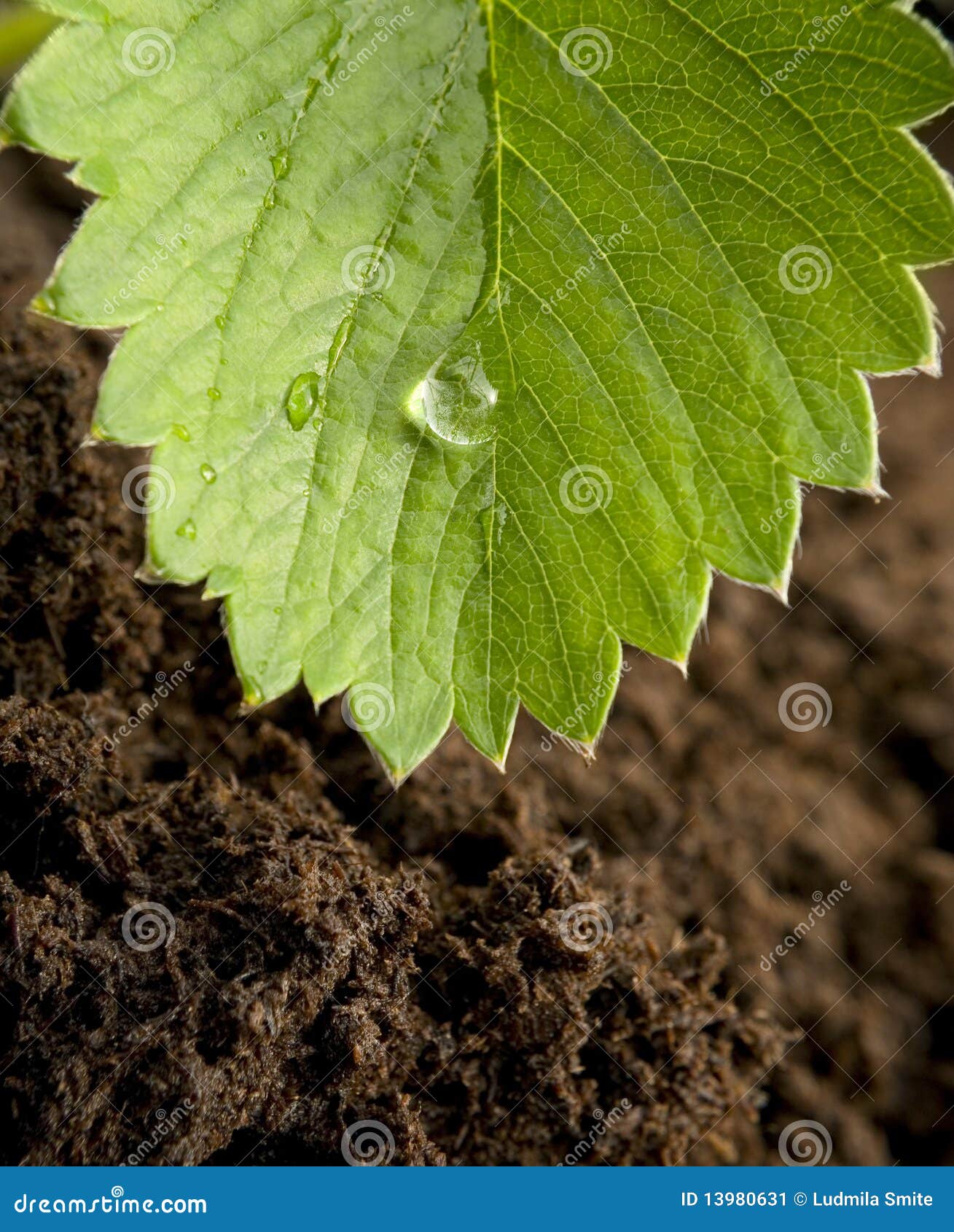 The leaf. stock image. Image of macro, growth, transparent - 13980631