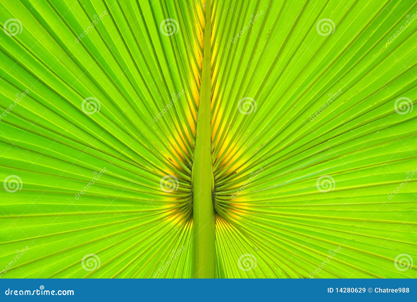 The leaf stock image. Image of design, strip, leaf, nature - 14280629