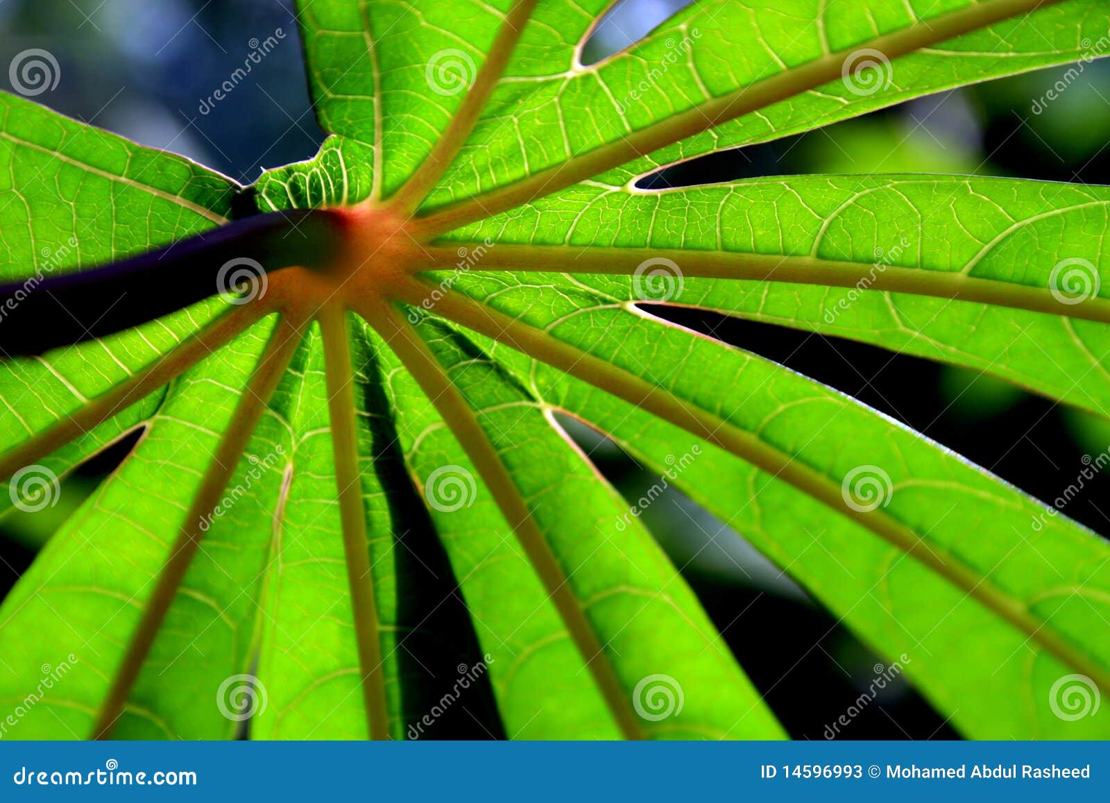 Leaf stock image. Image of texture, closeup, pattern - 14596993