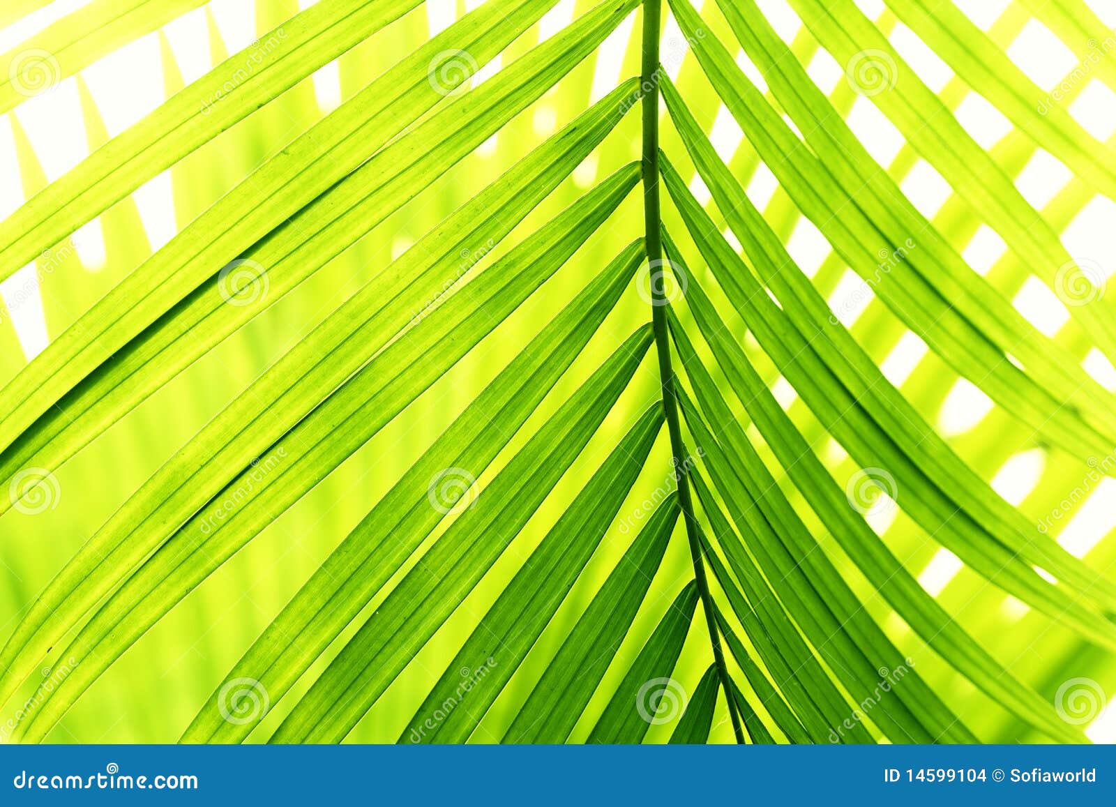 Leaf stock photo. Image of foliage, parallel, leaf, nature - 14599104