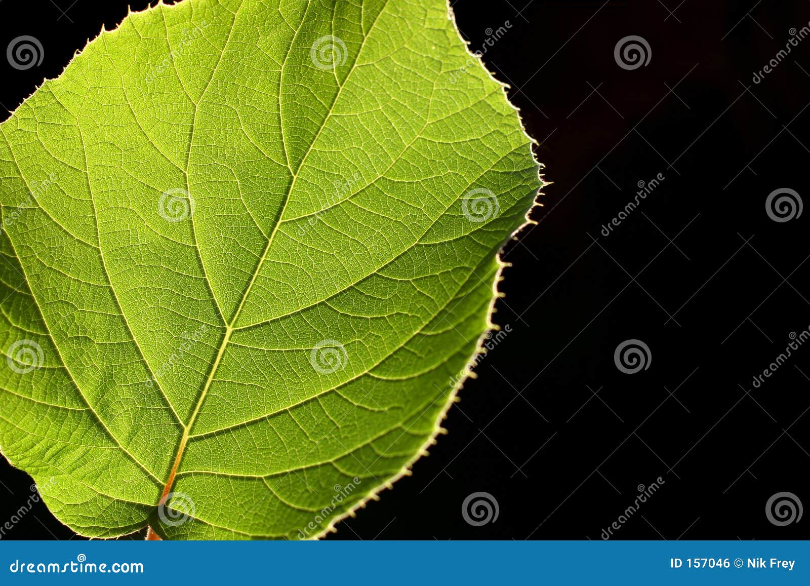 Leaf stock photo. Image of vein, texture, blades, nature - 157046
