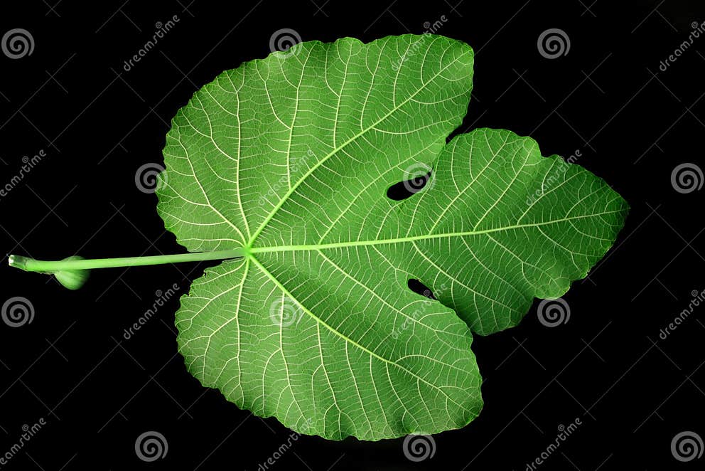 Leaf stock image. Image of garden, green, mulberry, forest - 157143