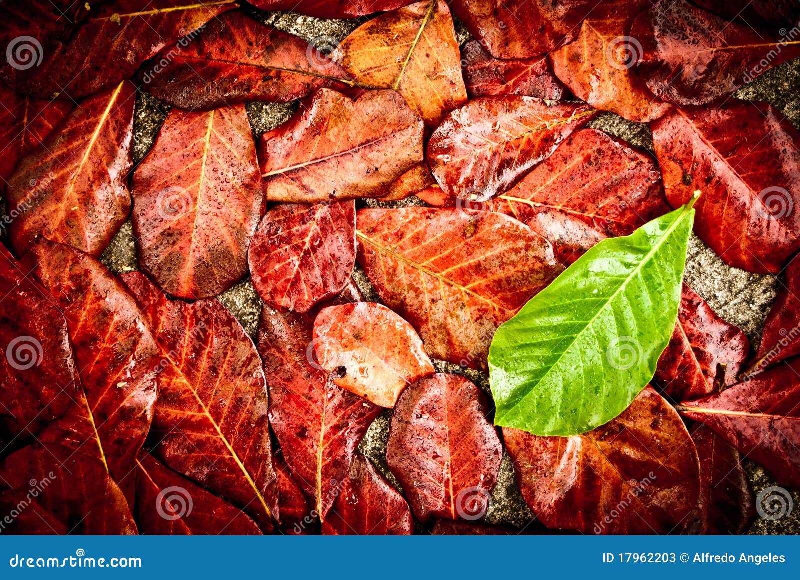 Leaf stock image. Image of fall, leaf, growth, branch - 17962203