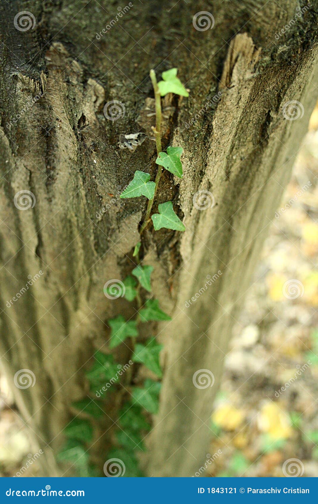 Leaf stock image. Image of small, trees, tree, leaf, bower - 1843121