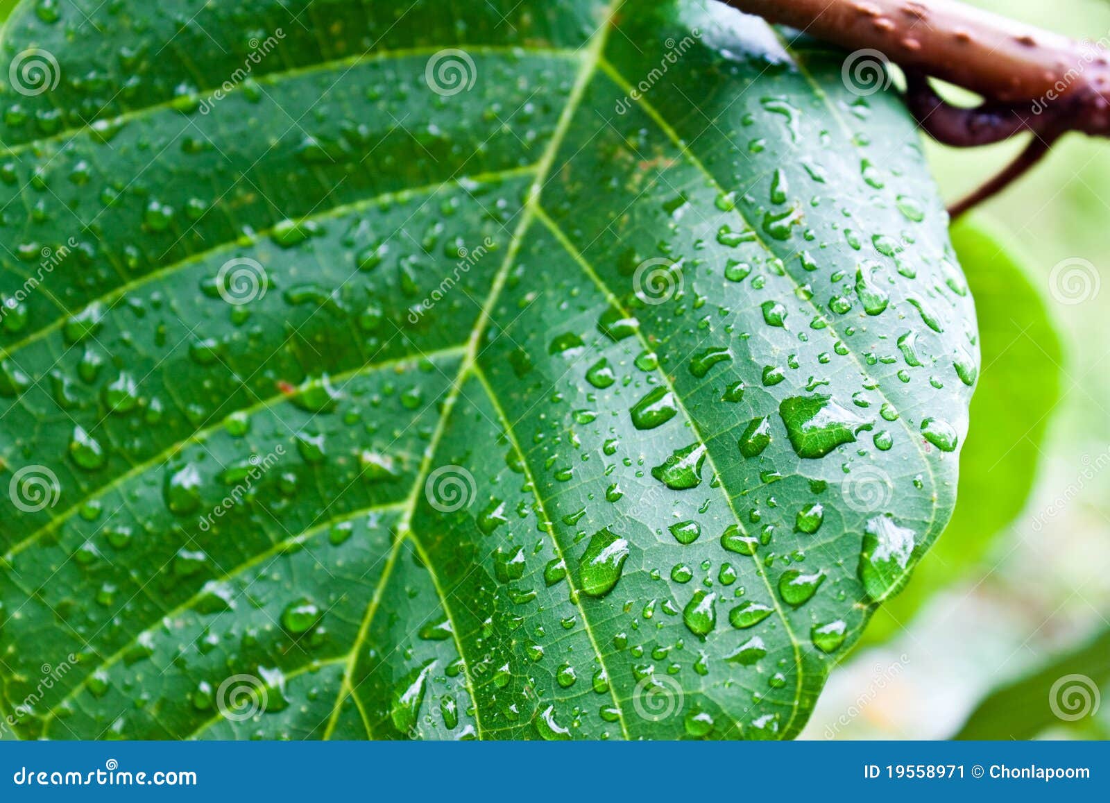 Leaf stock image. Image of background, ecology, detail - 19558971