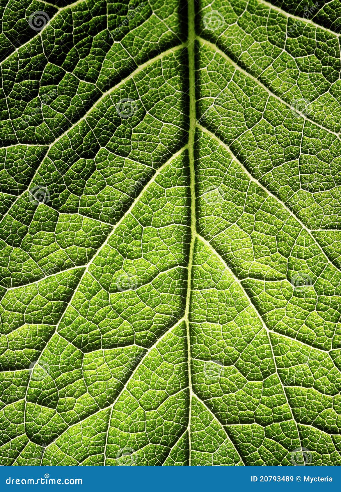 Leaf stock image. Image of green, foliage, fresh, growth - 20793489