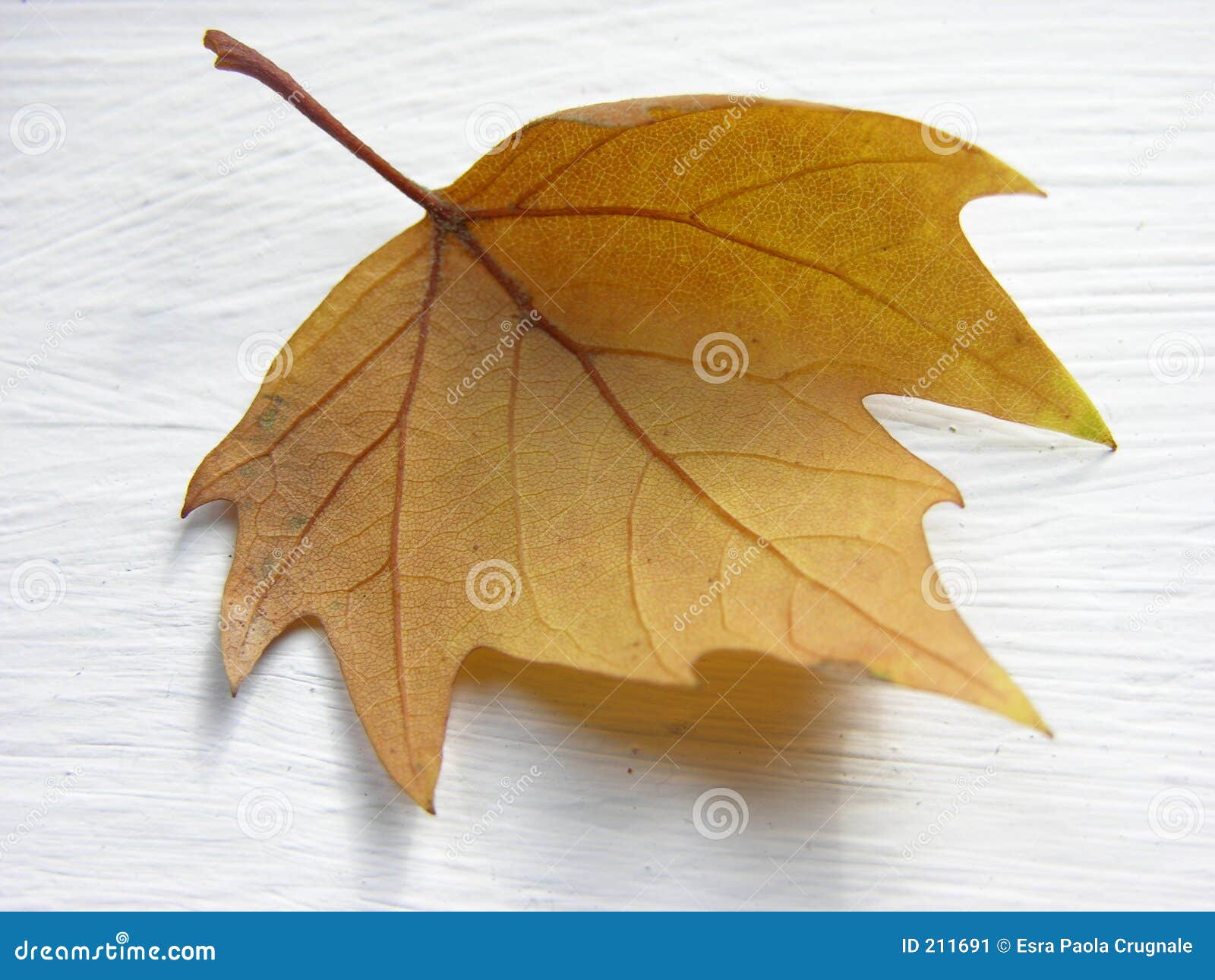 Leaf stock image. Image of prepared, gold, high, leaf, background - 211691