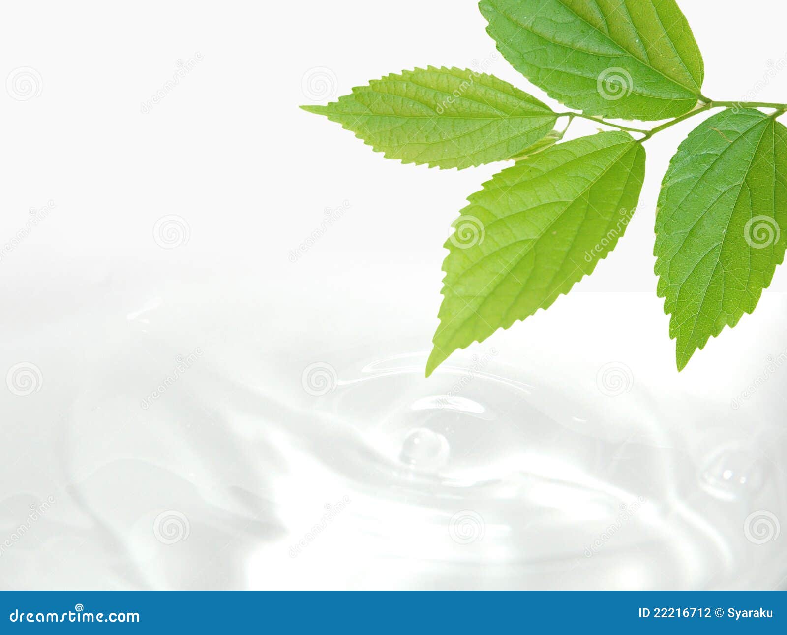 Leaf stock photo. Image of fresh, water, pattern, leaves - 22216712