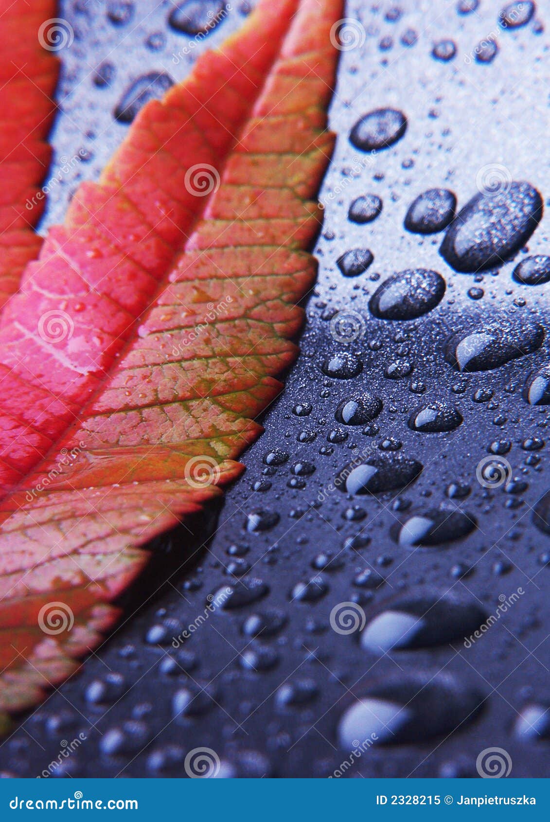 Leaf stock image. Image of extreme, fibbers, blade, botany - 2328215