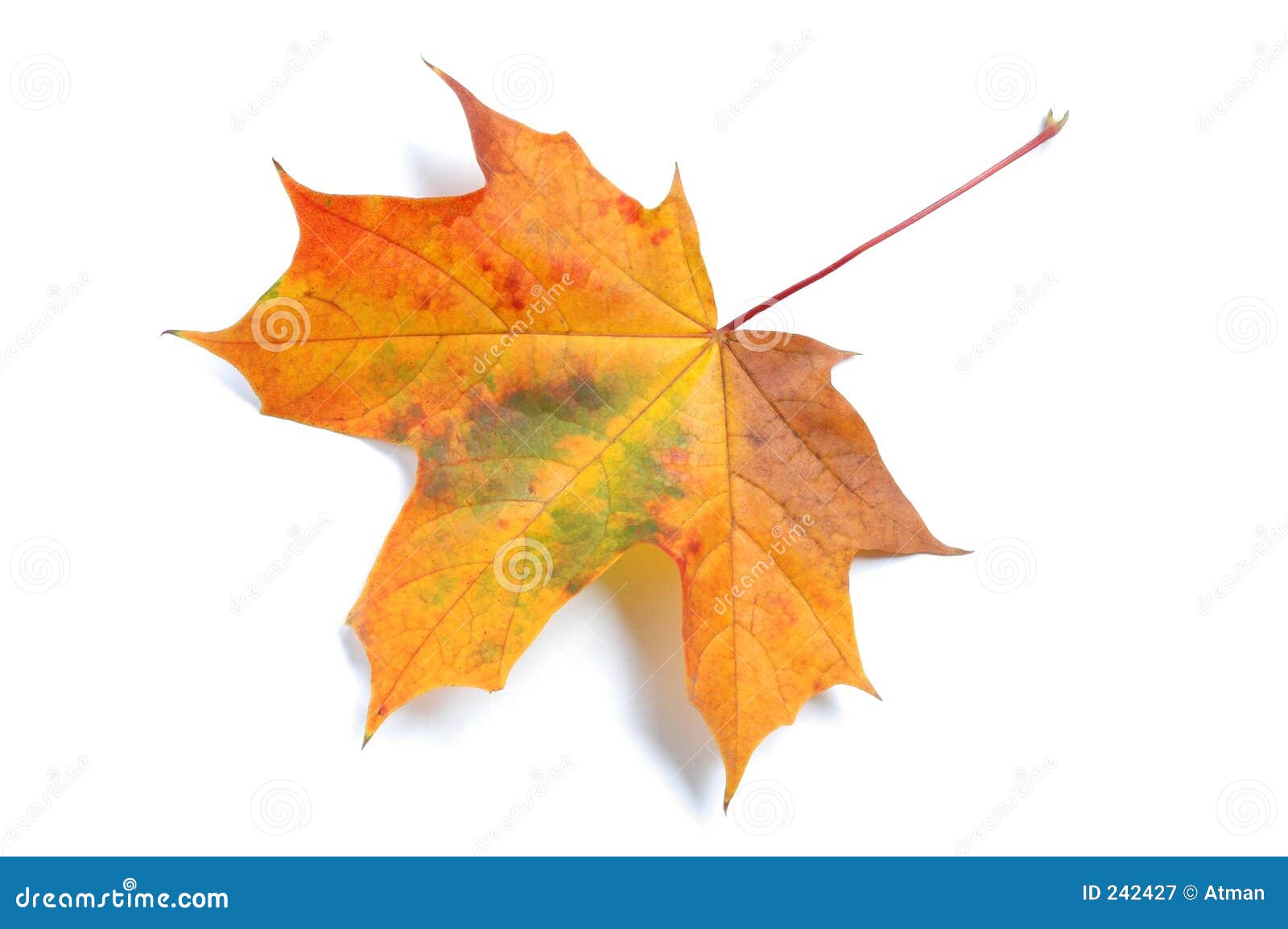 Leaf stock image. Image of isolated, alone, fallen, leaf - 242427