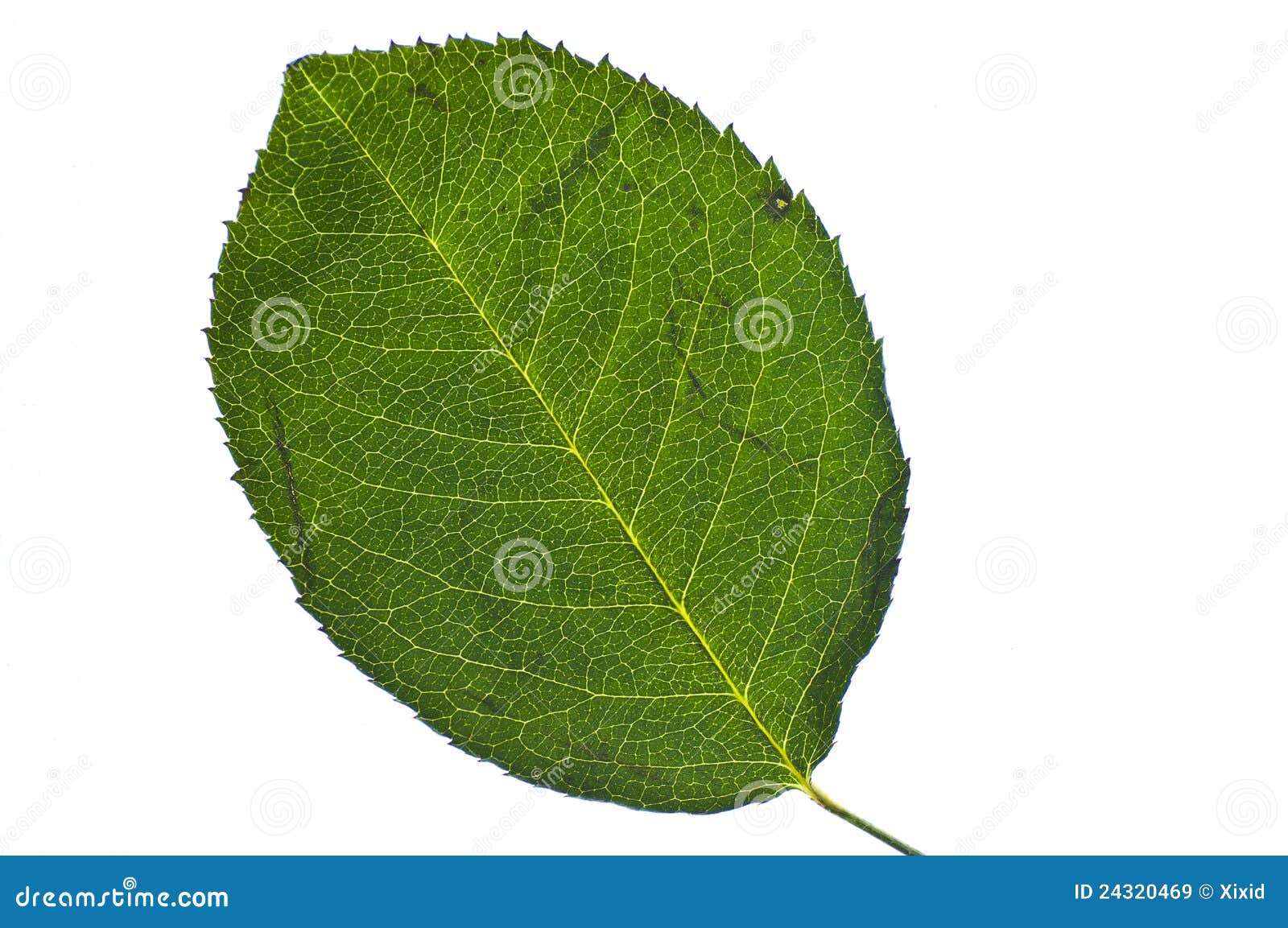 Leaf Veins Normal Leaf Stock Photos - Free & Royalty-Free Stock Photos ...