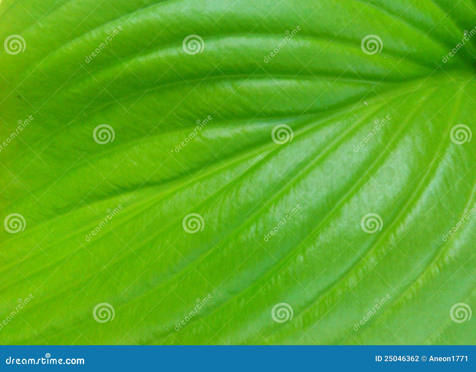 Leaf stock photo. Image of leaf, garden, nature, foliage - 25046362