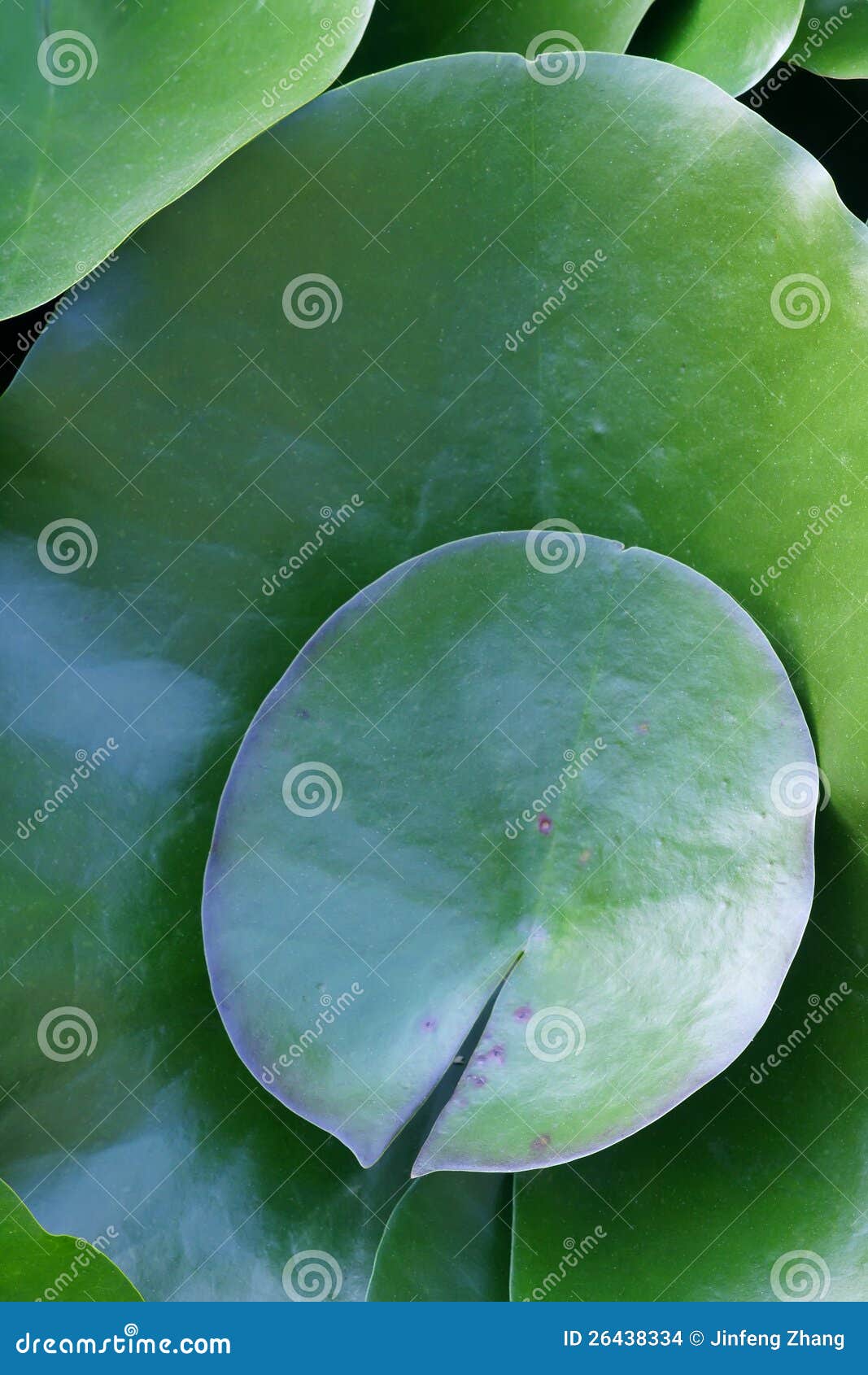Leaf stock photo. Image of plant, green, leaves, round - 26438334