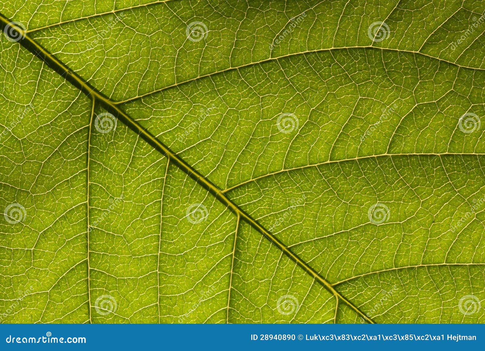 Leaf stock photo. Image of detail, botany, leaf, diagonal - 28940890