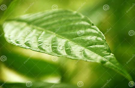 Leaf stock photo. Image of tree, rain, fresh, lush, leaf - 335472