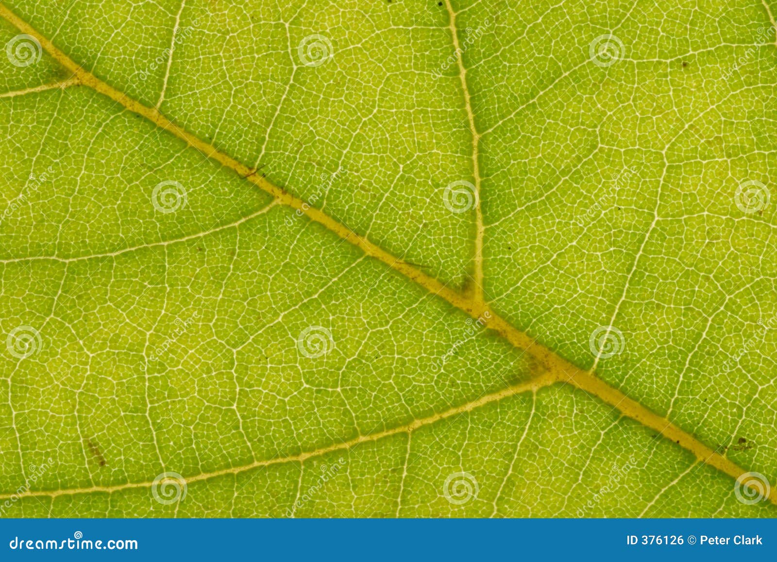 Leaf stock photo. Image of dead, death, cellulose, autumn - 376126