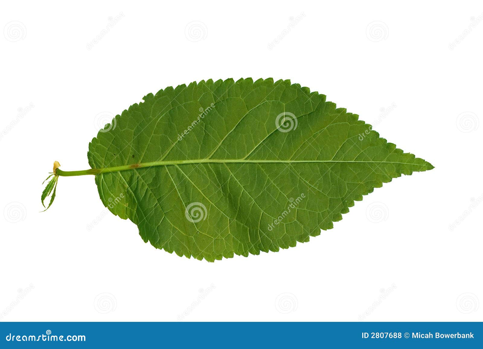 Leaf 4 stock photo. Image of leaves, fallen, leaf, close - 2807688