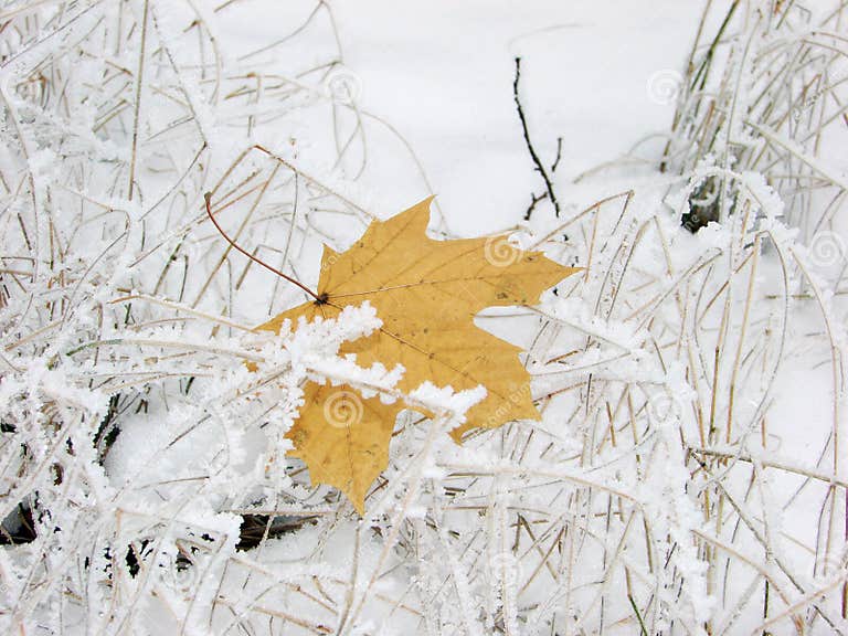 Leaf stock image. Image of snowy, seasons, rural, closeup - 4120791