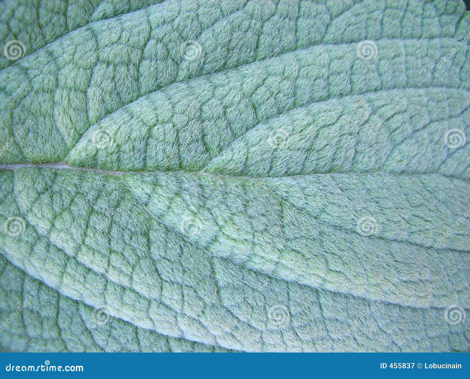 Leaf stock image. Image of botanical, soft, texture, leaves - 455837