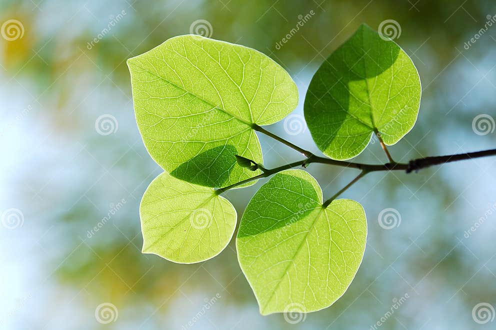 Leaf stock image. Image of stem, four, leaves, beauty - 4707725