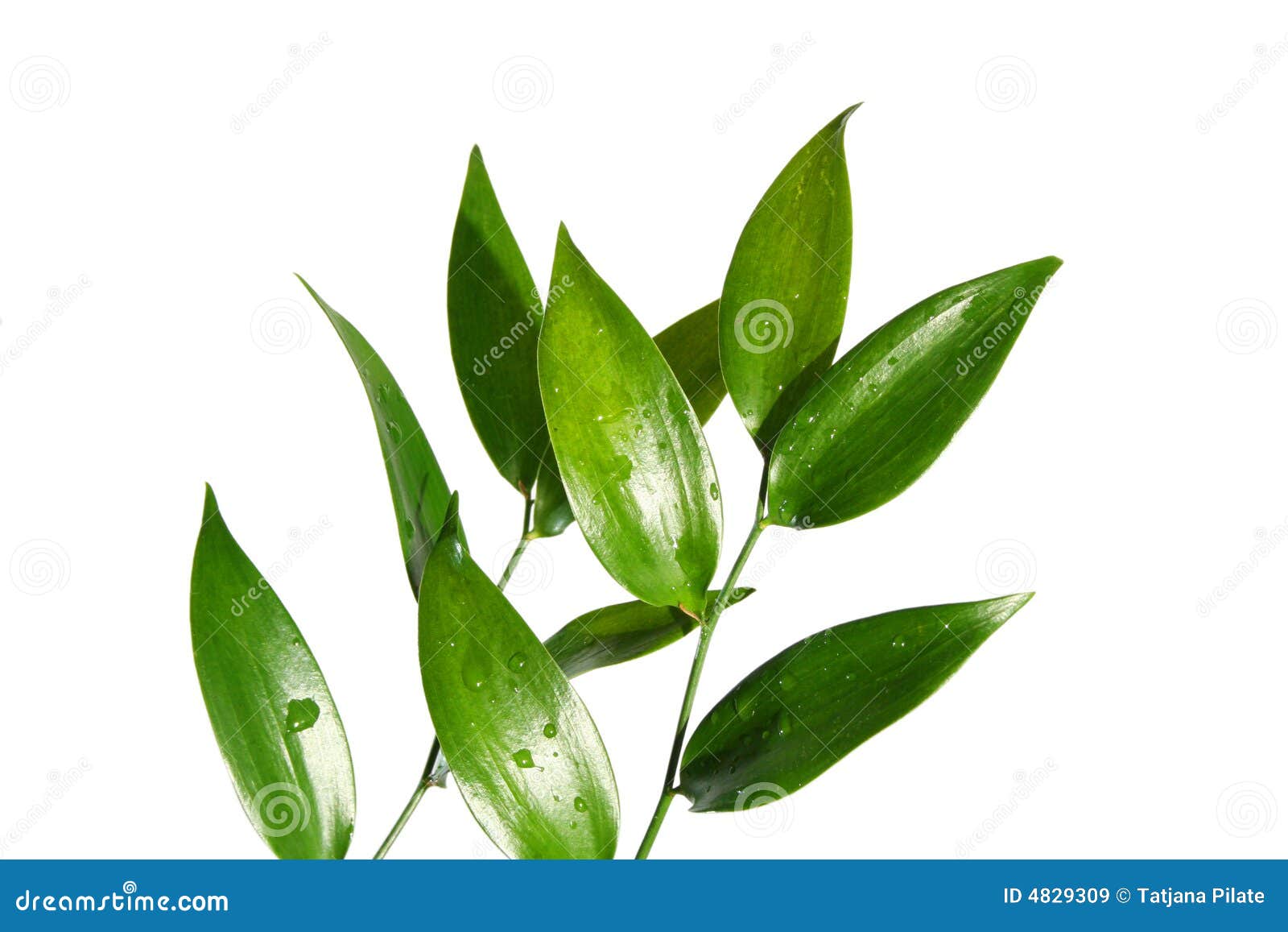 Leaf stock image. Image of stick, green, flower, prosperity - 4829309
